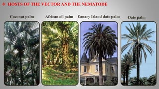 RED RING NEMATODE PRESENTATION.pptx