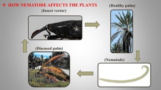 RED RING NEMATODE PRESENTATION.pptx