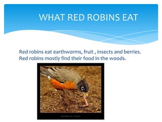 Red robin | PPTX | Birds | Pets