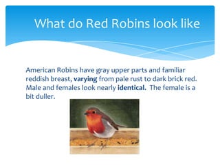 Red robin | PPTX