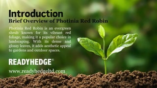 red robin plant | PPT
