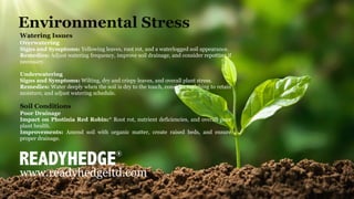 red robin plant | PPT