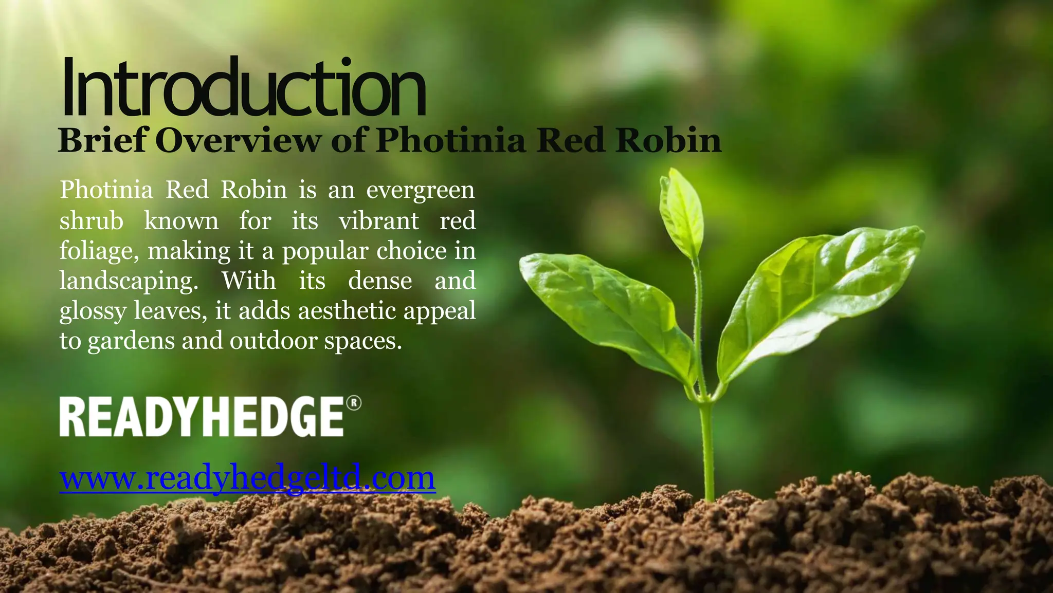 Enhancing Your Garden with Red Robin Perennials | PPT