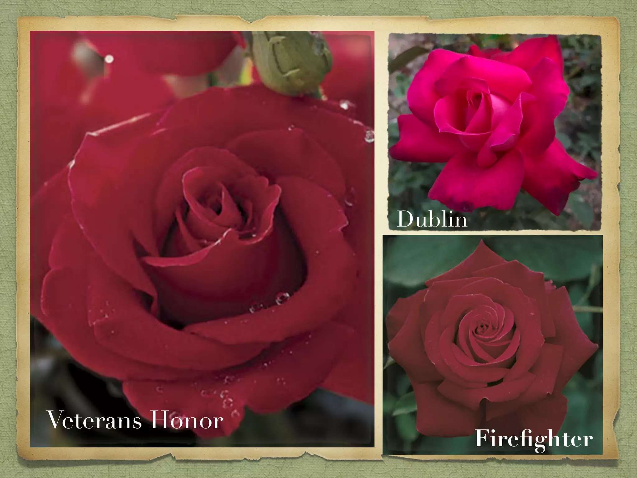 Red roses!! | PDF | Agriculture | Industries