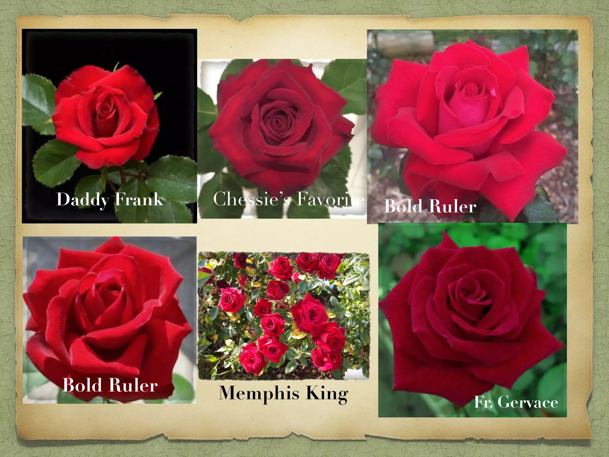 Red roses!! | PDF | Agriculture | Industries
