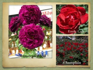 Red roses!! | PDF