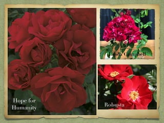 Red roses!! | PDF | Agriculture | Industries