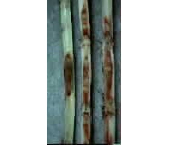 Red rot of sugarcane | PPT | Agriculture | Industries