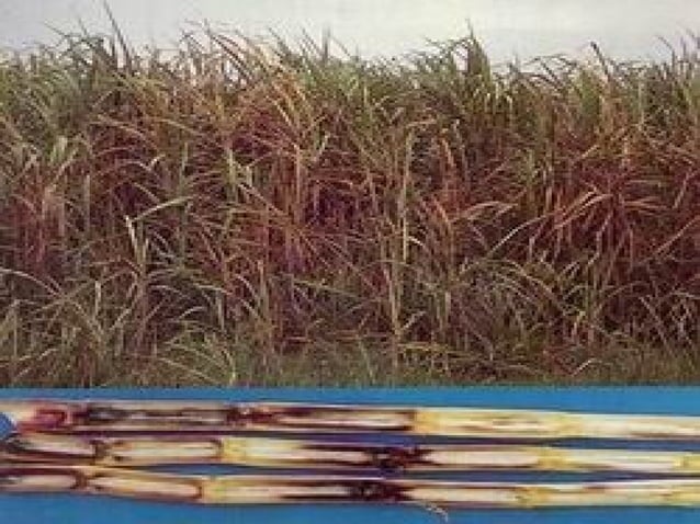 Red rot of sugarcane | PPT | Agriculture | Industries