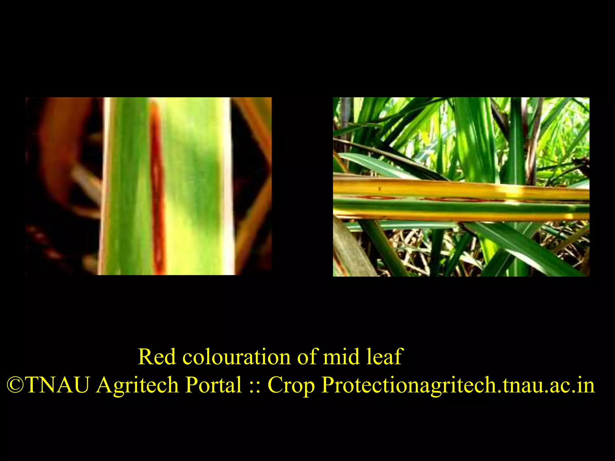 Red rot of sugarcane | PPTX