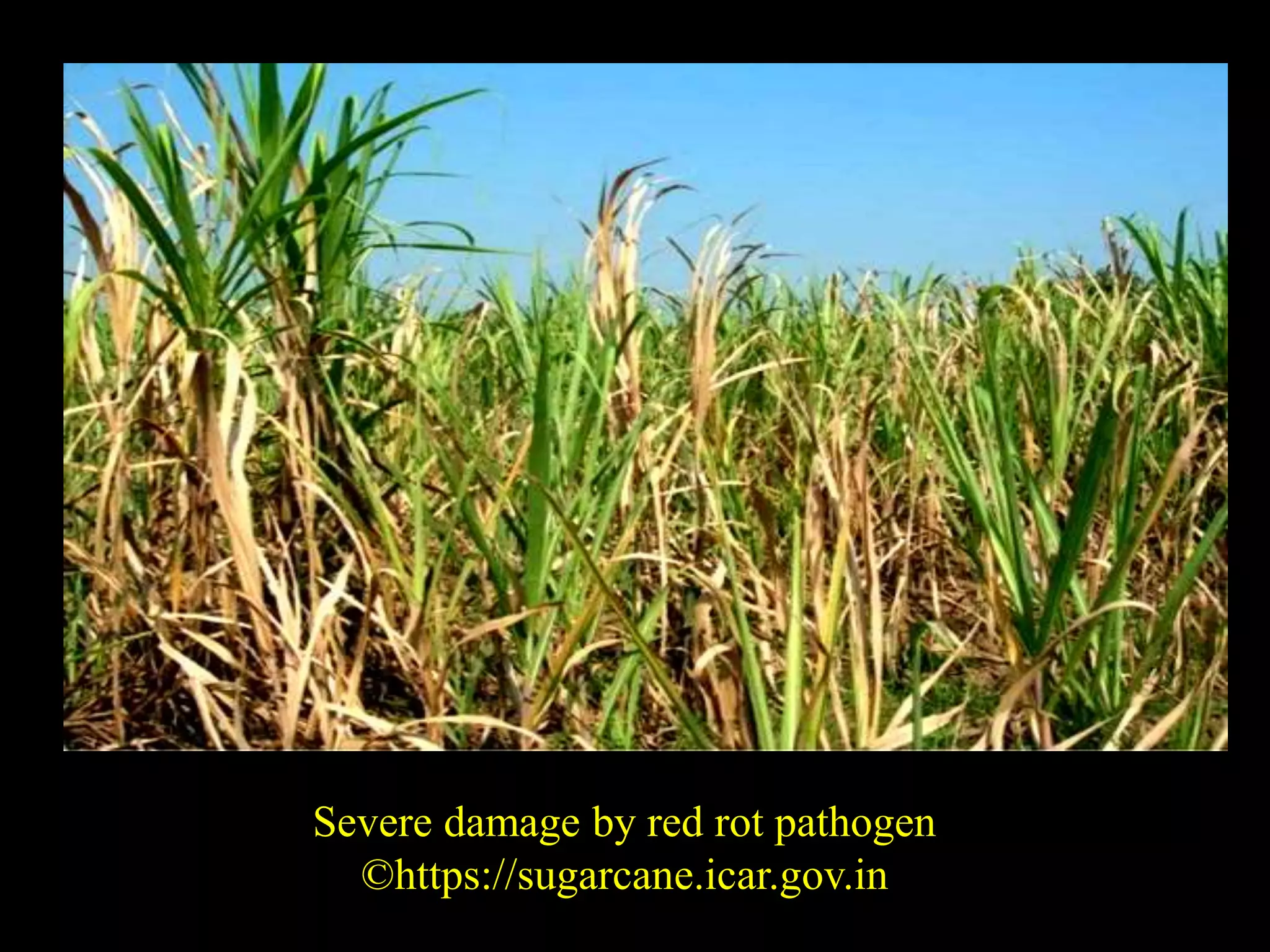 Red rot of sugarcane | PPTX