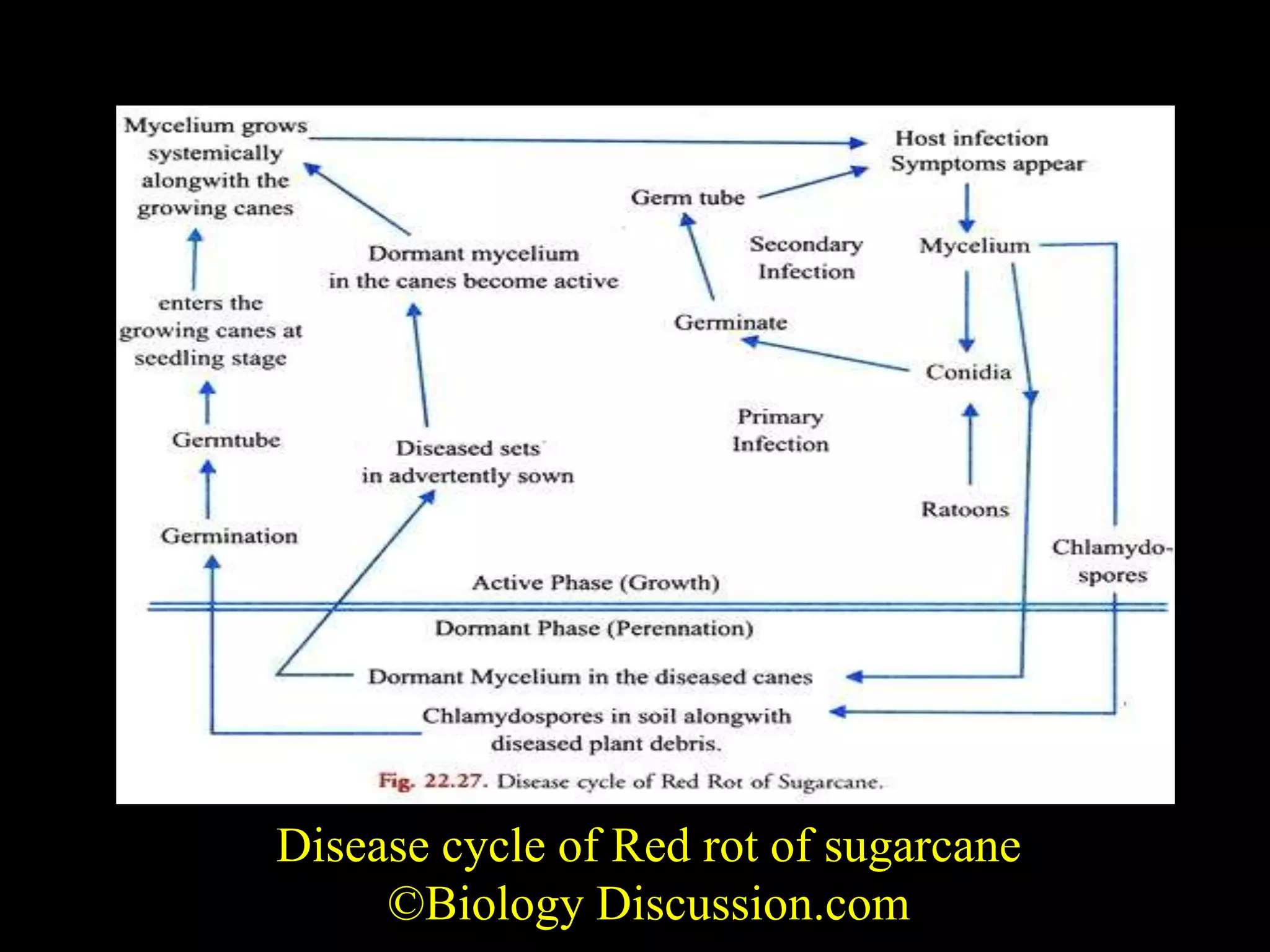 Red rot of sugarcane | PPTX