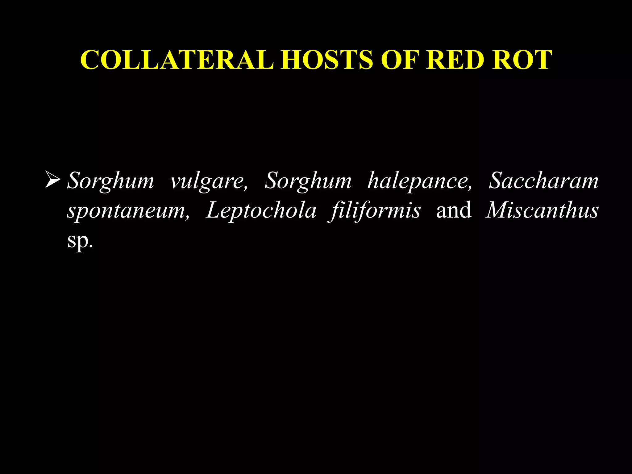 Red rot of sugarcane | PPTX