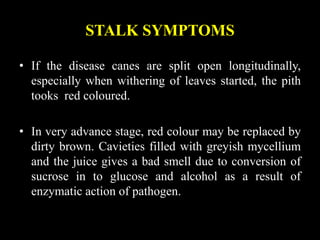 Red rot of sugarcane | PPTX