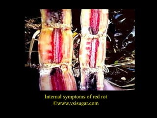 Red rot of sugarcane | PPTX