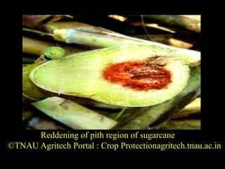 Red rot of sugarcane | PPTX