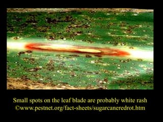 Red rot of sugarcane | PPTX