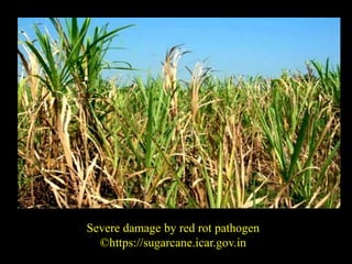 Red rot of sugarcane | PPTX