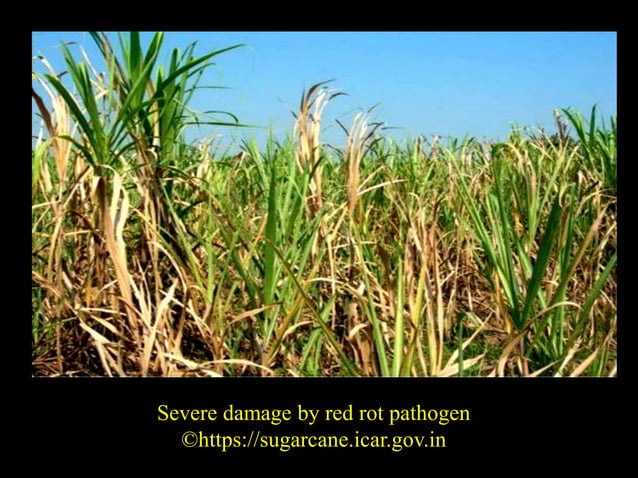 Red rot of sugarcane | PPTX