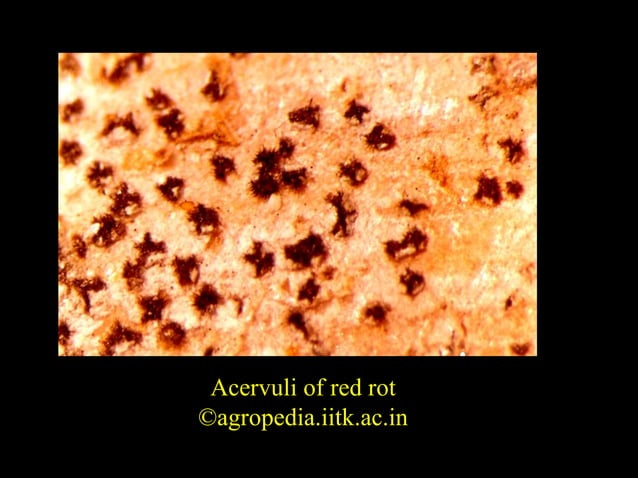 Red rot of sugarcane | PPTX