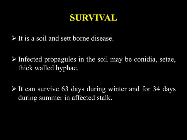 Red rot of sugarcane | PPTX