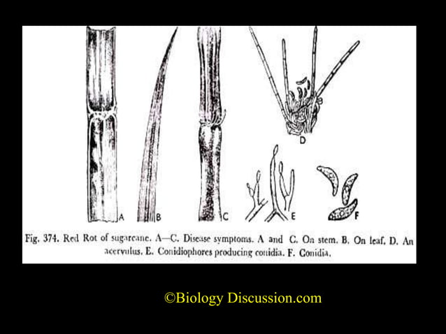 Red rot of sugarcane | PPT