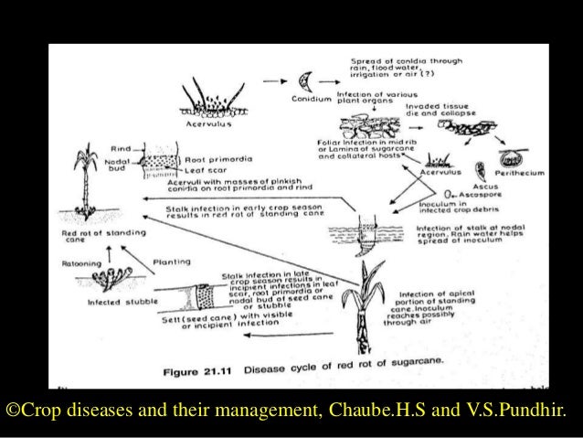 Red rot of sugarcane