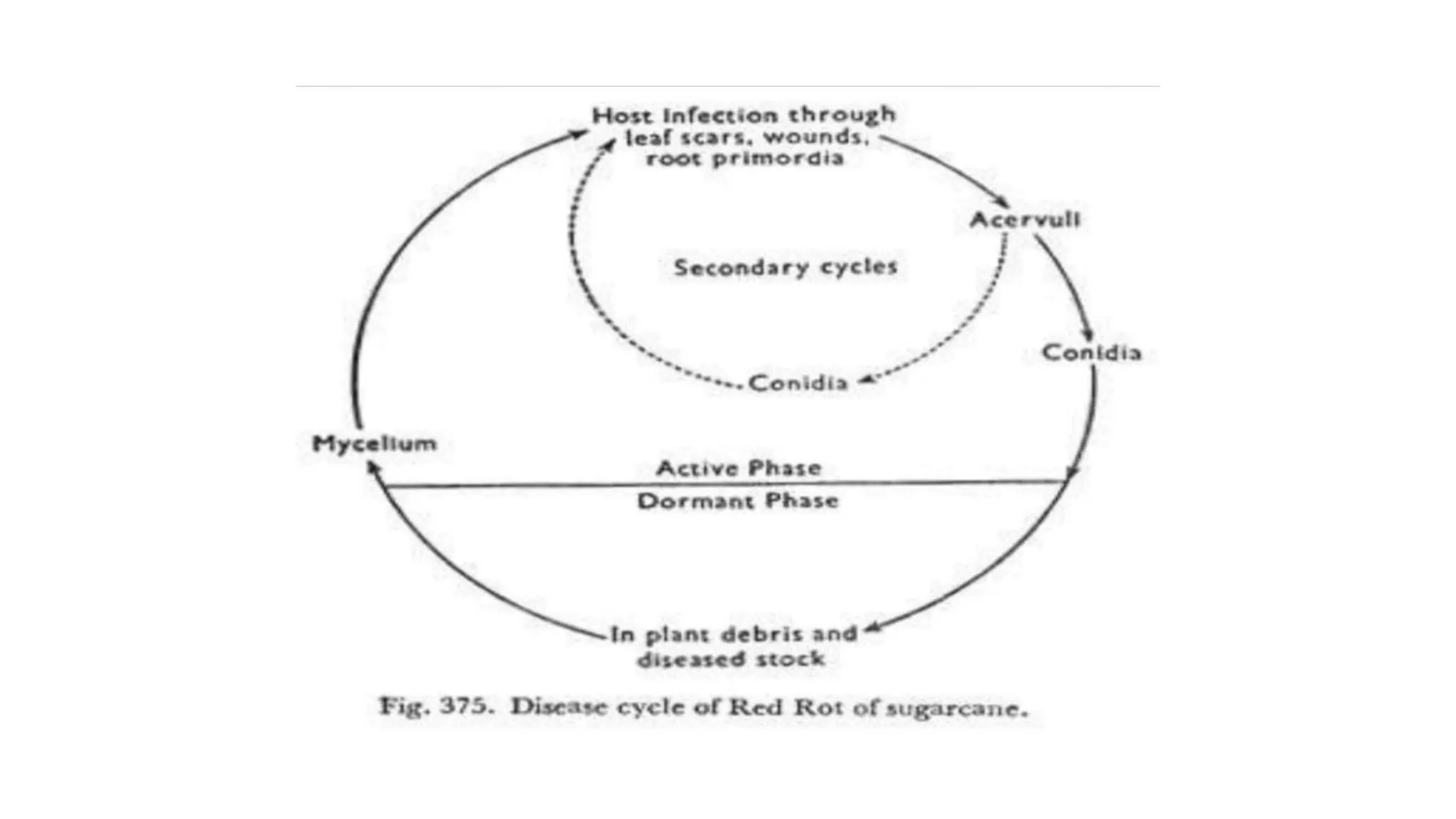 Red rot of sugarcane and there causes by clostridium falcatum virus ...