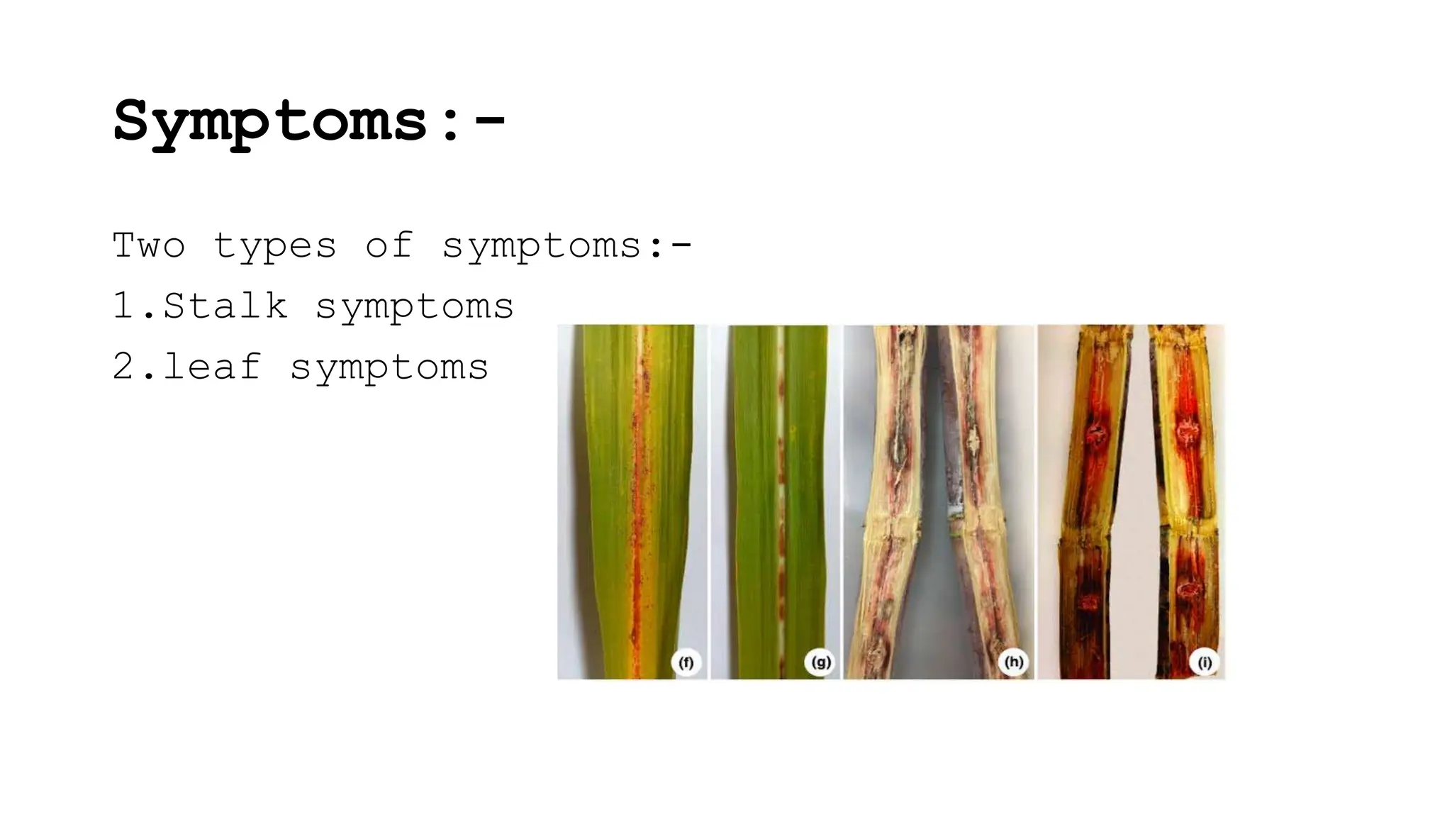 Red rot of sugarcane and there causes by clostridium falcatum virus ...