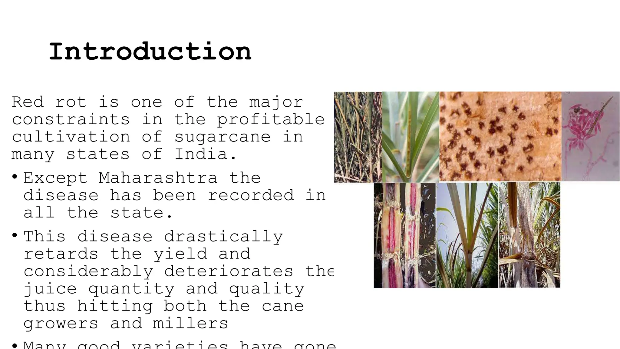 Red rot of sugarcane and there causes by clostridium falcatum virus ...