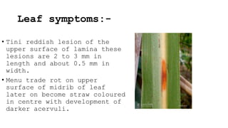Red rot of sugarcane and there causes by clostridium falcatum virus ...