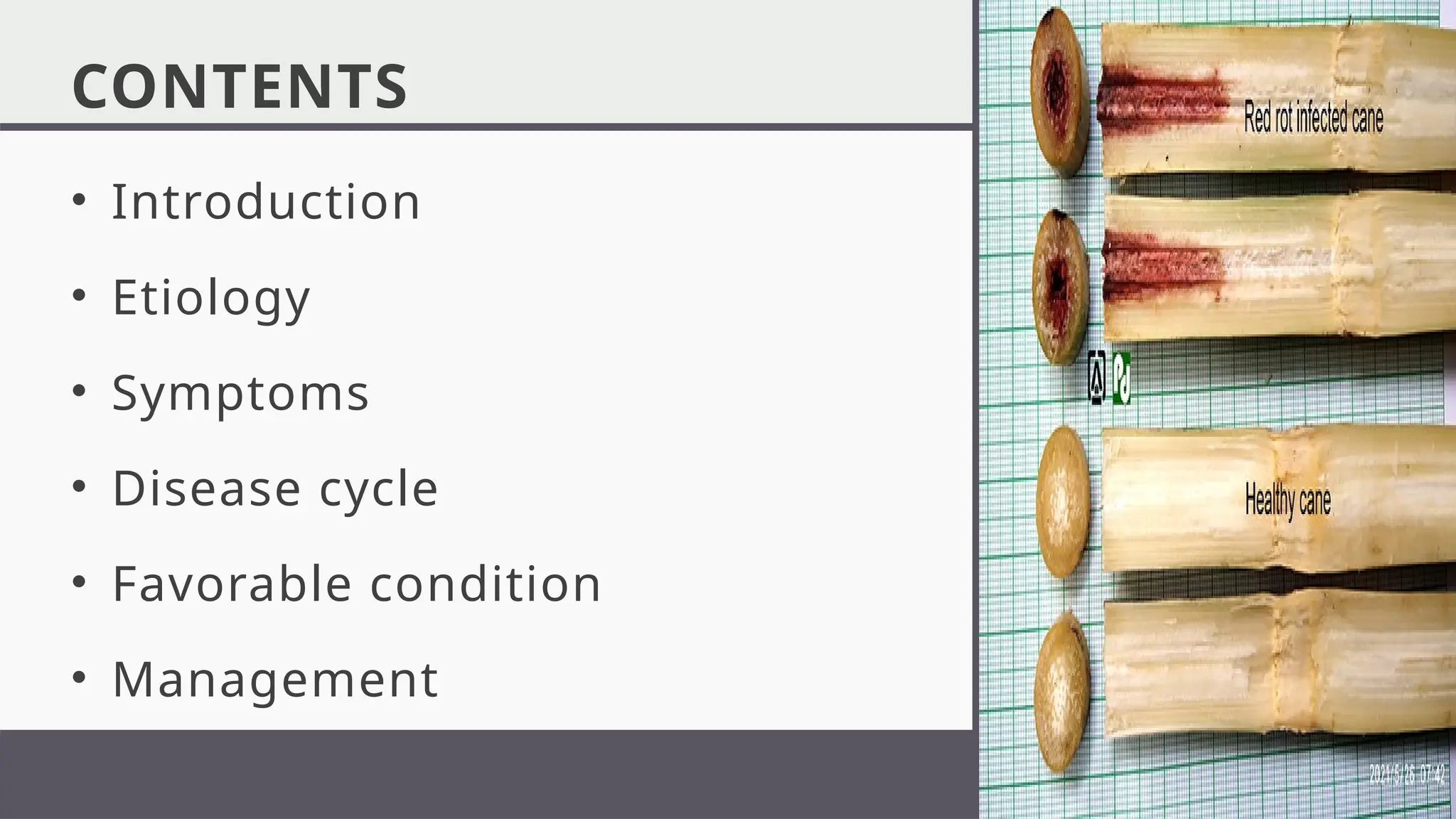 RED ROT DISEASE OF SUGARCANE.pptx
