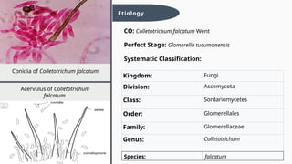 RED ROT DISEASE OF SUGARCANE.pptx