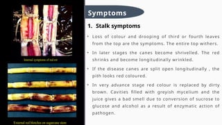 RED ROT DISEASE OF SUGARCANE.pptx