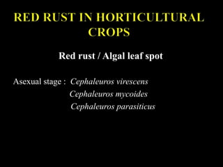 Red rust | PPTX