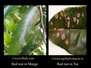 Red rust | PPT