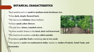 Red Sandalwood (Pterocarpus santalinus): Botanical Characteristics ...