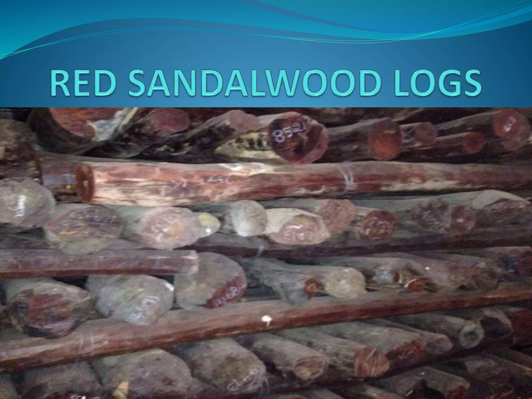 Red sandalwood logs | PPSX