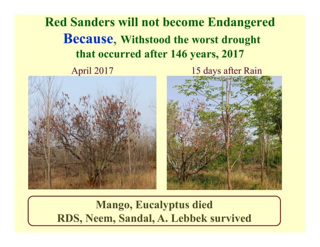 Red sanders is not an Endangered Species. Representation to IUCN by RP ...