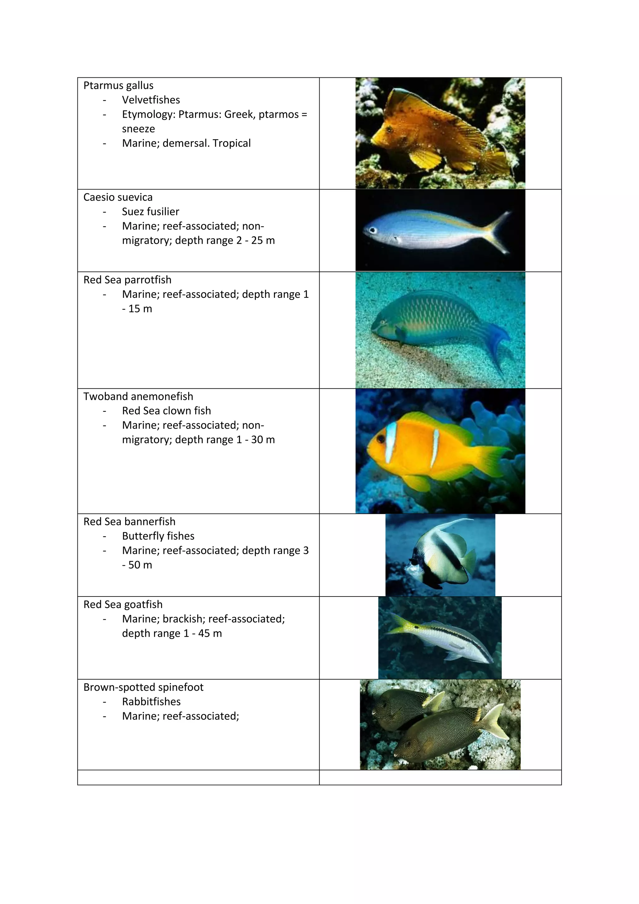Red sea endemic fishes in Egyptian coast | PDF