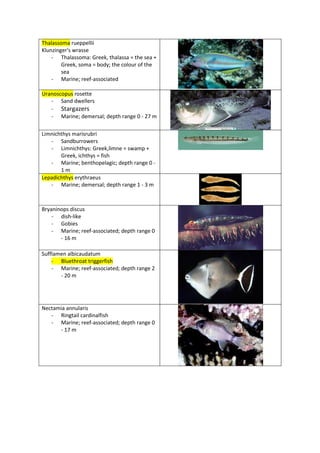 Red sea endemic fishes in Egyptian coast | PDF
