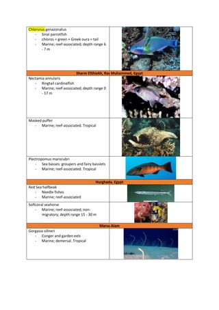 Red sea endemic fishes in Egyptian coast | PDF