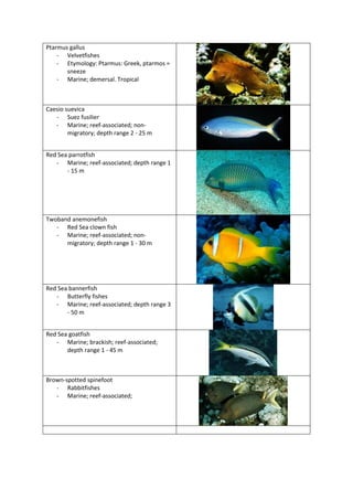 Red sea endemic fishes in Egyptian coast | PDF