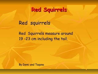 Red squirrel | PPT