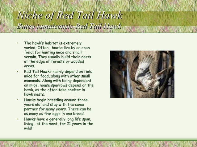 Josh Lamonde, Pd.4, Red Tail Hawk | PPT | Geography | Science