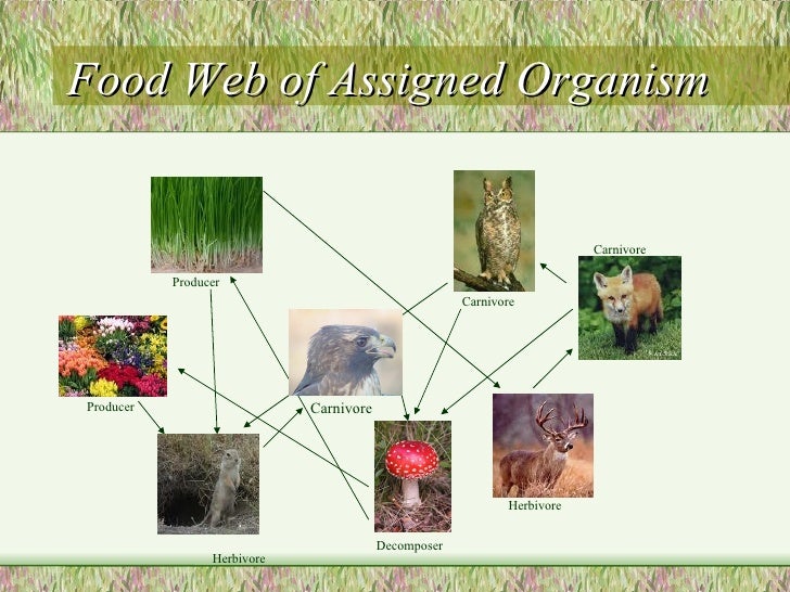 Josh Lamonde, Pd.4, Red Tail Hawk