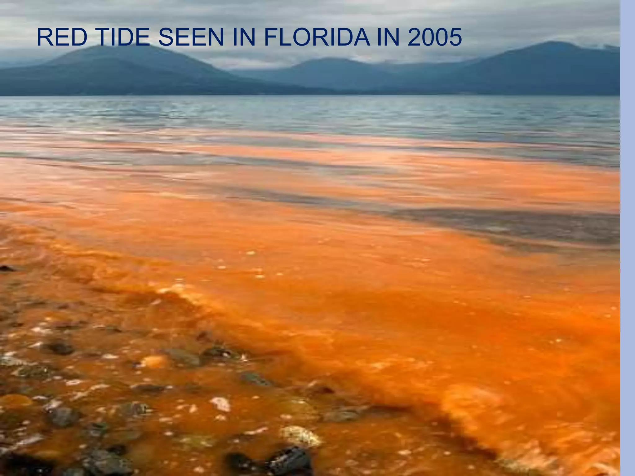 Red tide effect on marine fauna | PPTX