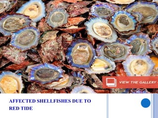 Red tide effect on marine fauna | PPTX