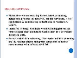 Red tide effect on marine fauna | PPTX