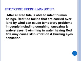 Red tide effect on marine fauna | PPTX